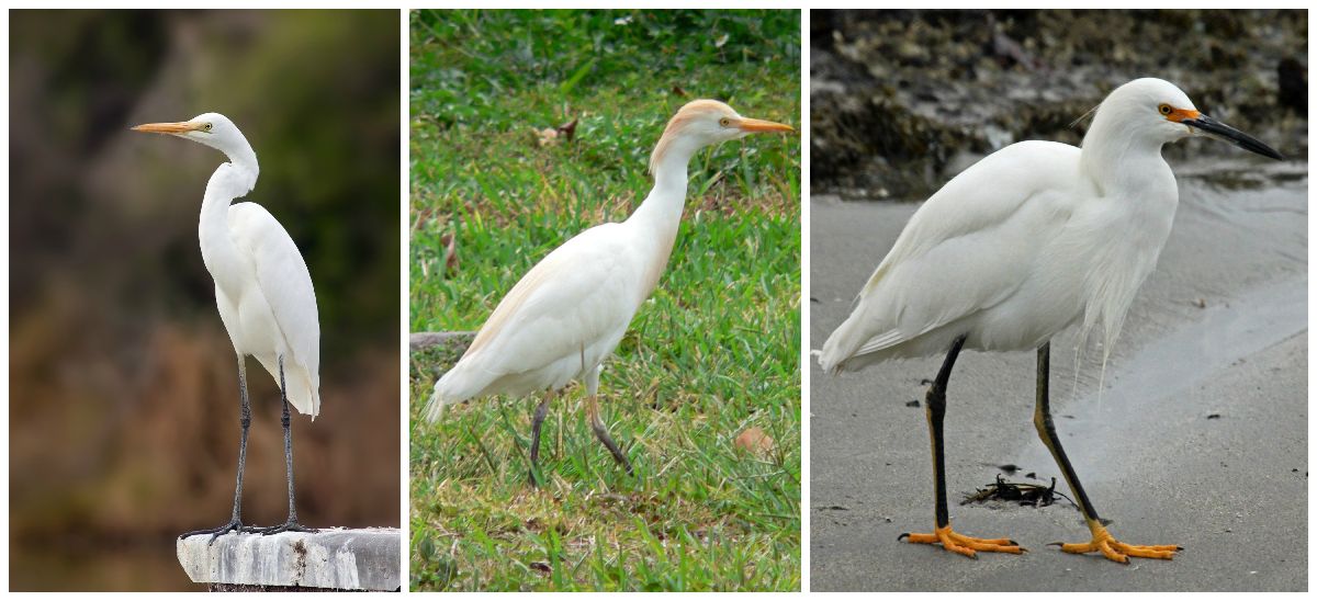 Disney Wildlife: Florida’s Native Birds | TouringPlans.com Blog