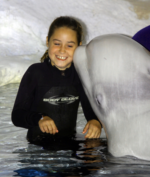 SeaWorld Tours: Beluga Interaction and Wild Arctic | TouringPlans.com Blog
