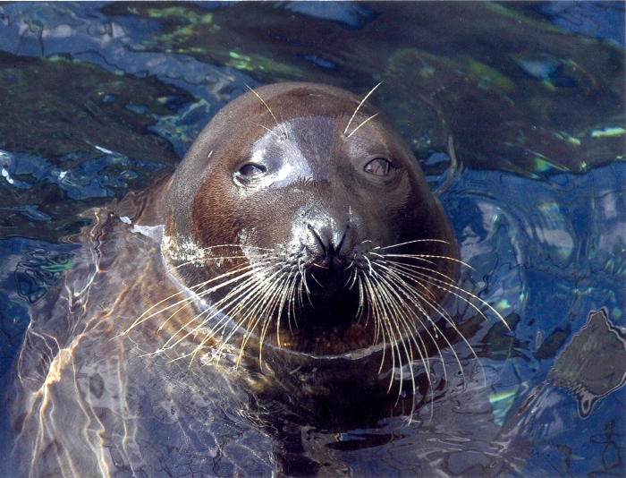 SeaWorld Tours: Beluga Interaction and Wild Arctic | TouringPlans.com Blog