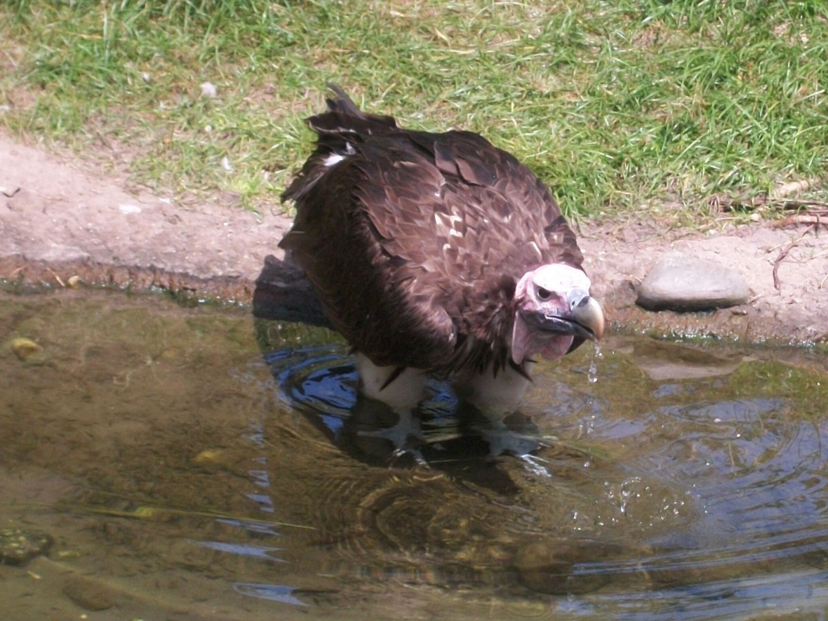 Everything You Need to Know About the Discovery Island Trails - Disney ...