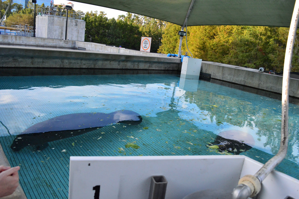 SATURDAY SIX: Six Reasons You Need to Check Out SeaWorld Orlando ...