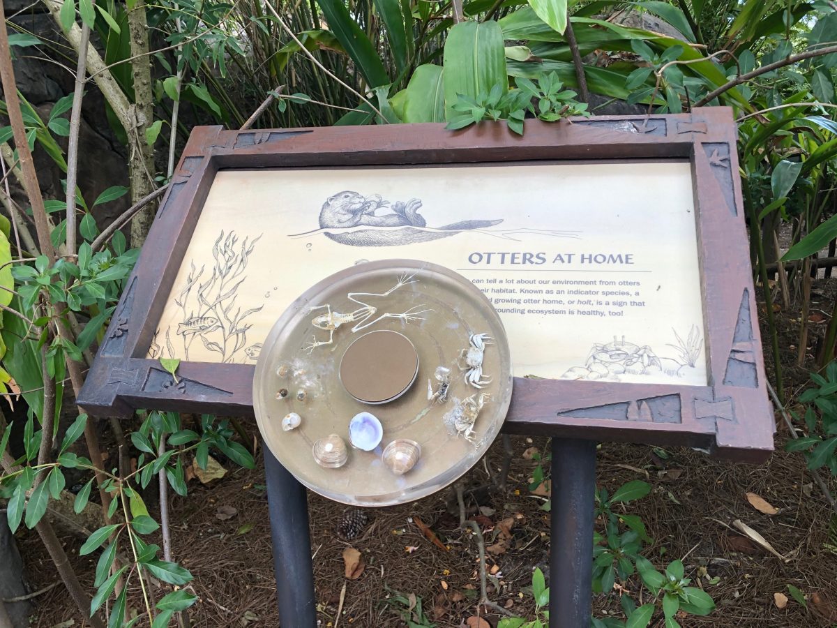 Otter Grotto Now Open at Disney’s Animal Kingdom | TouringPlans.com Blog