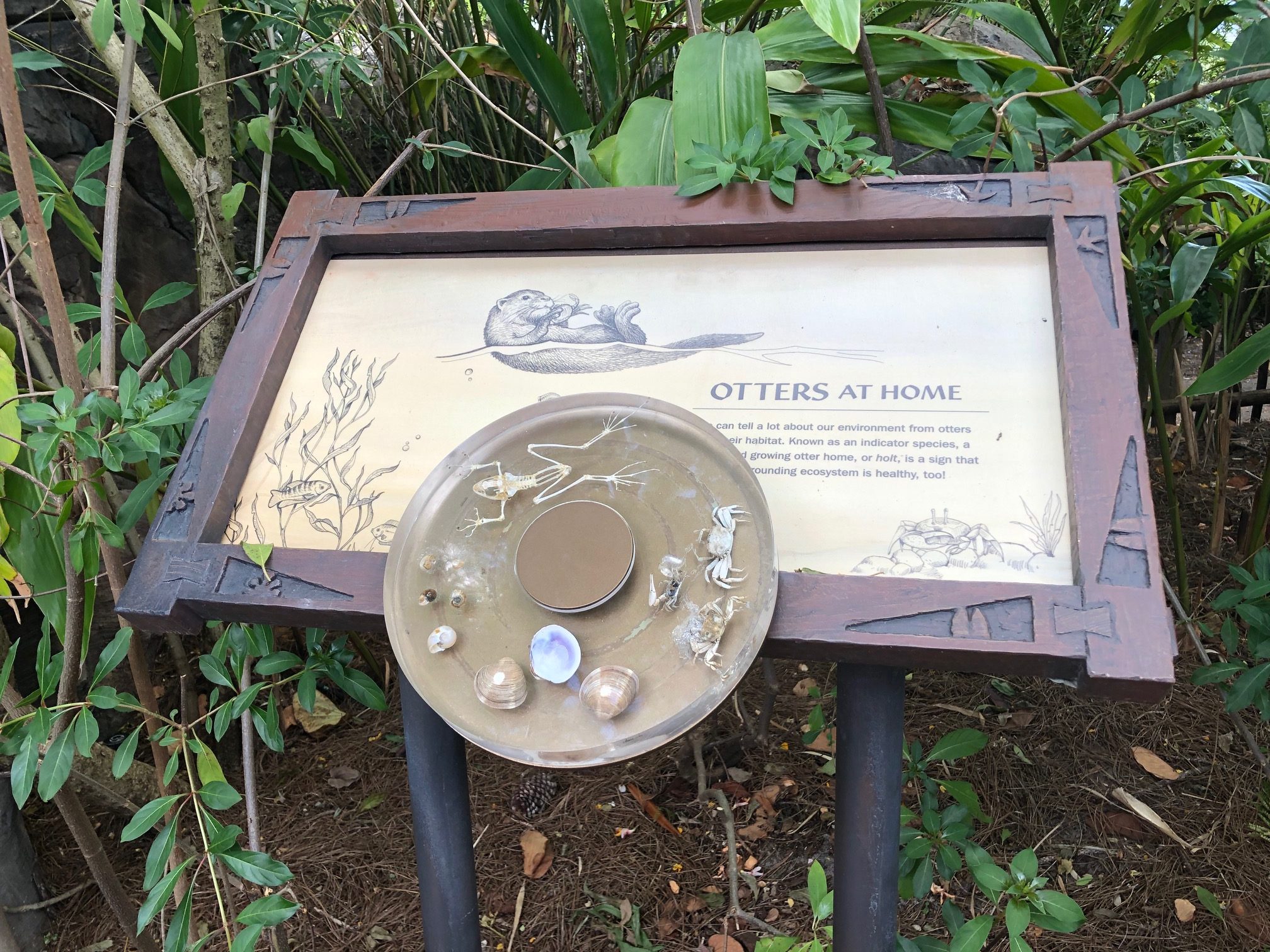 Otter Grotto Now Open at Disney’s Animal Kingdom | TouringPlans.com Blog