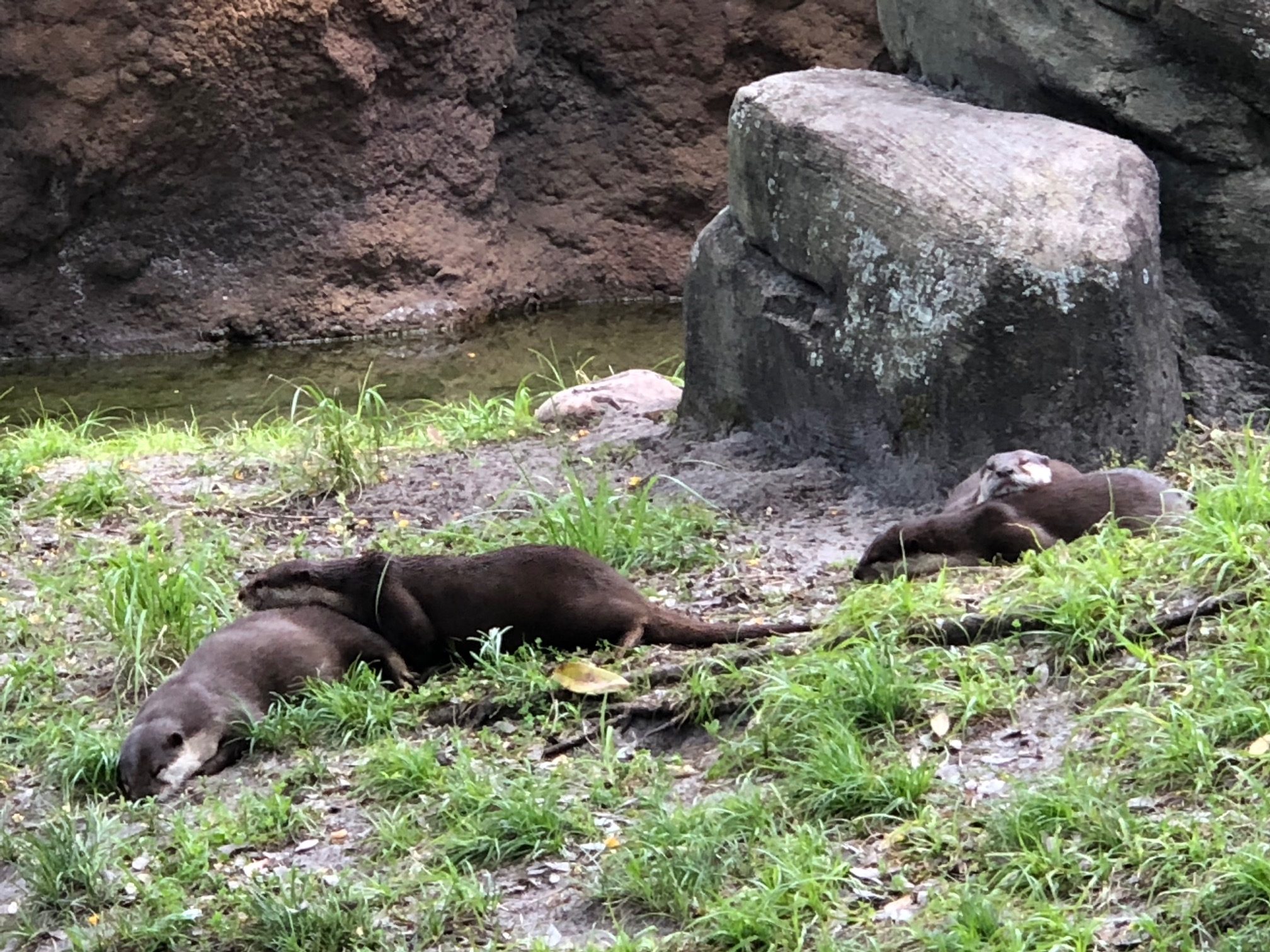 Otter Grotto Now Open at Disney’s Animal Kingdom | TouringPlans.com Blog