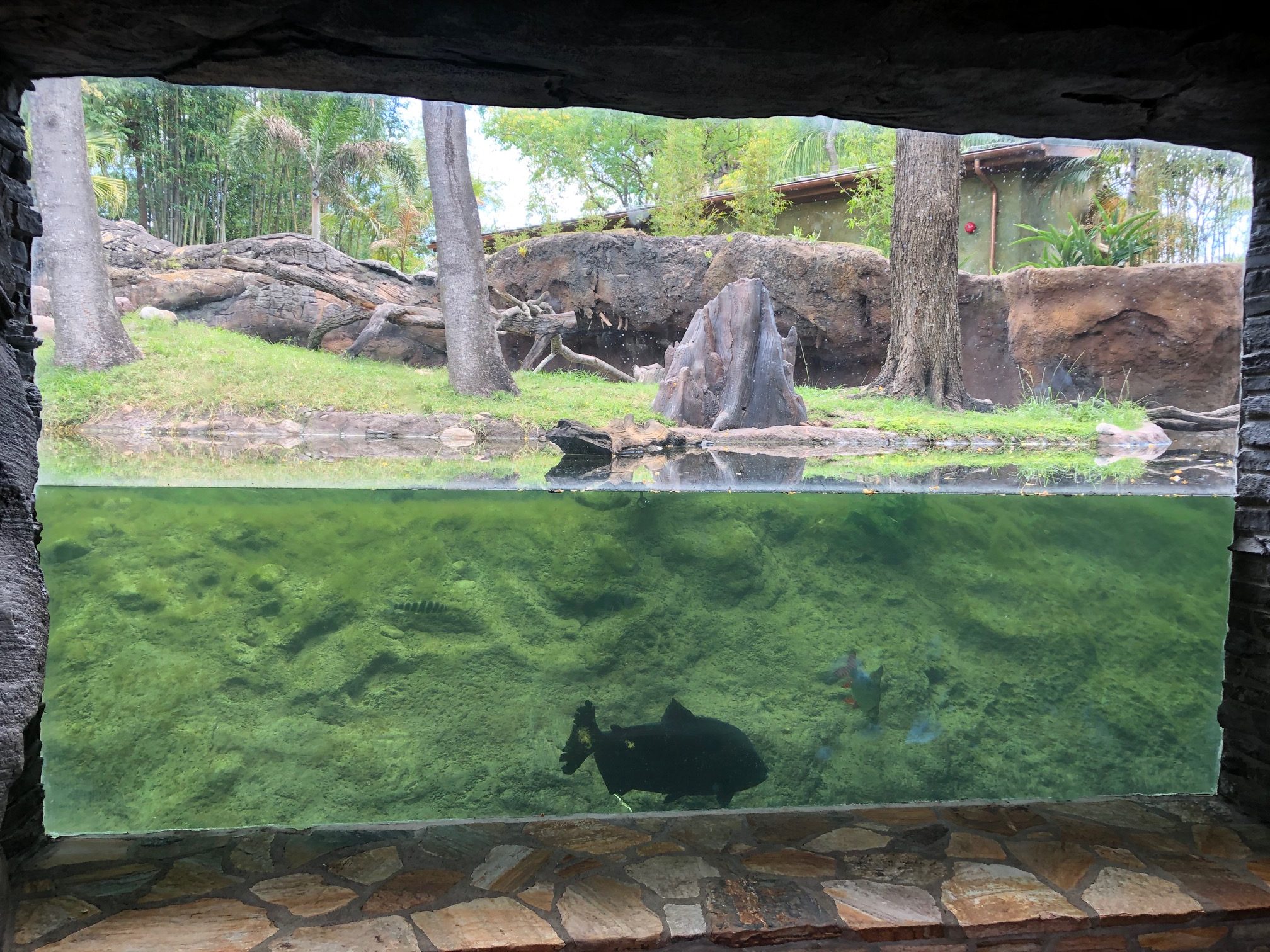 Otter Grotto Now Open at Disney’s Animal Kingdom | TouringPlans.com Blog
