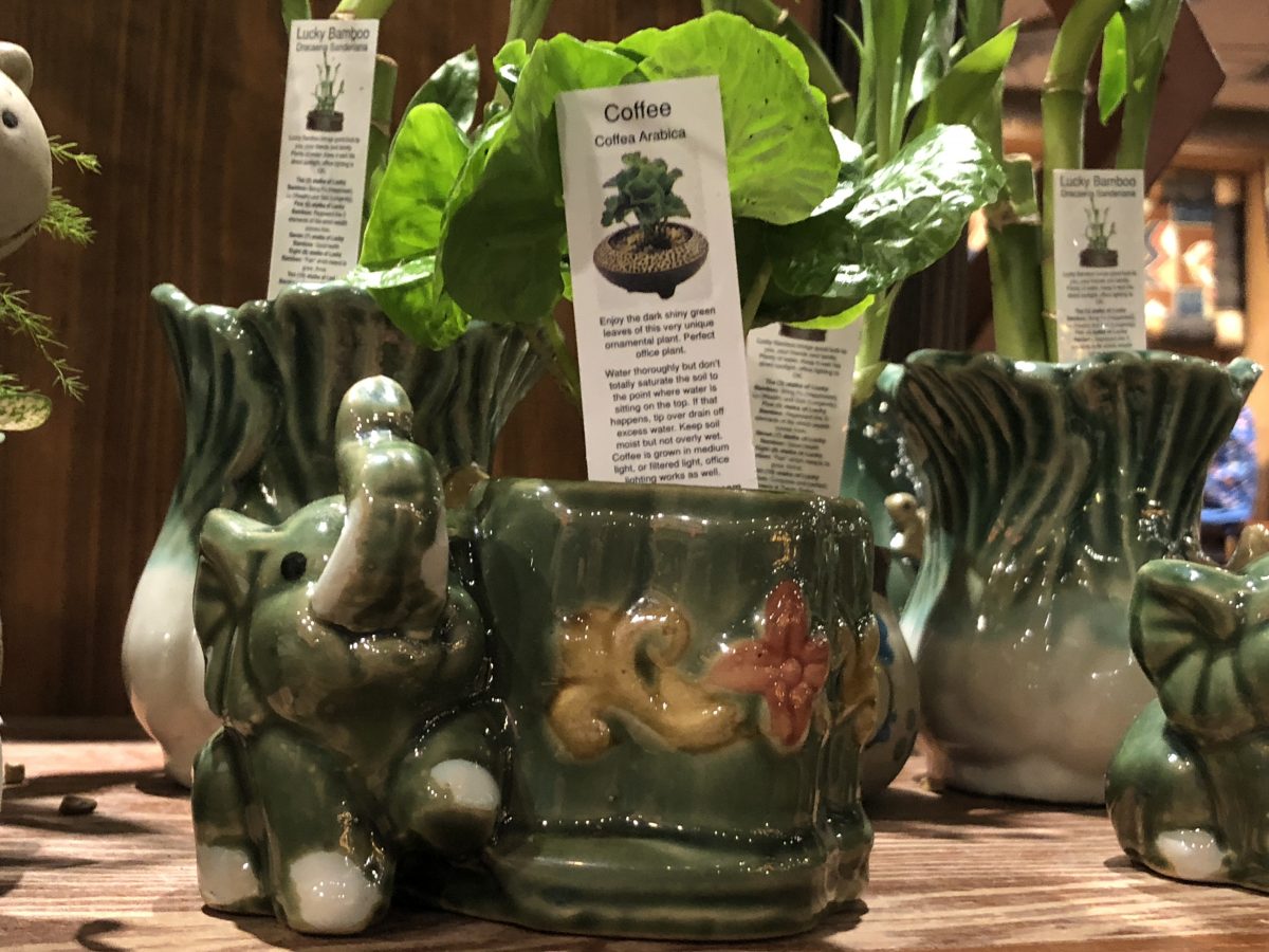 Potted Plants Make a Perfect Present | TouringPlans.com Blog