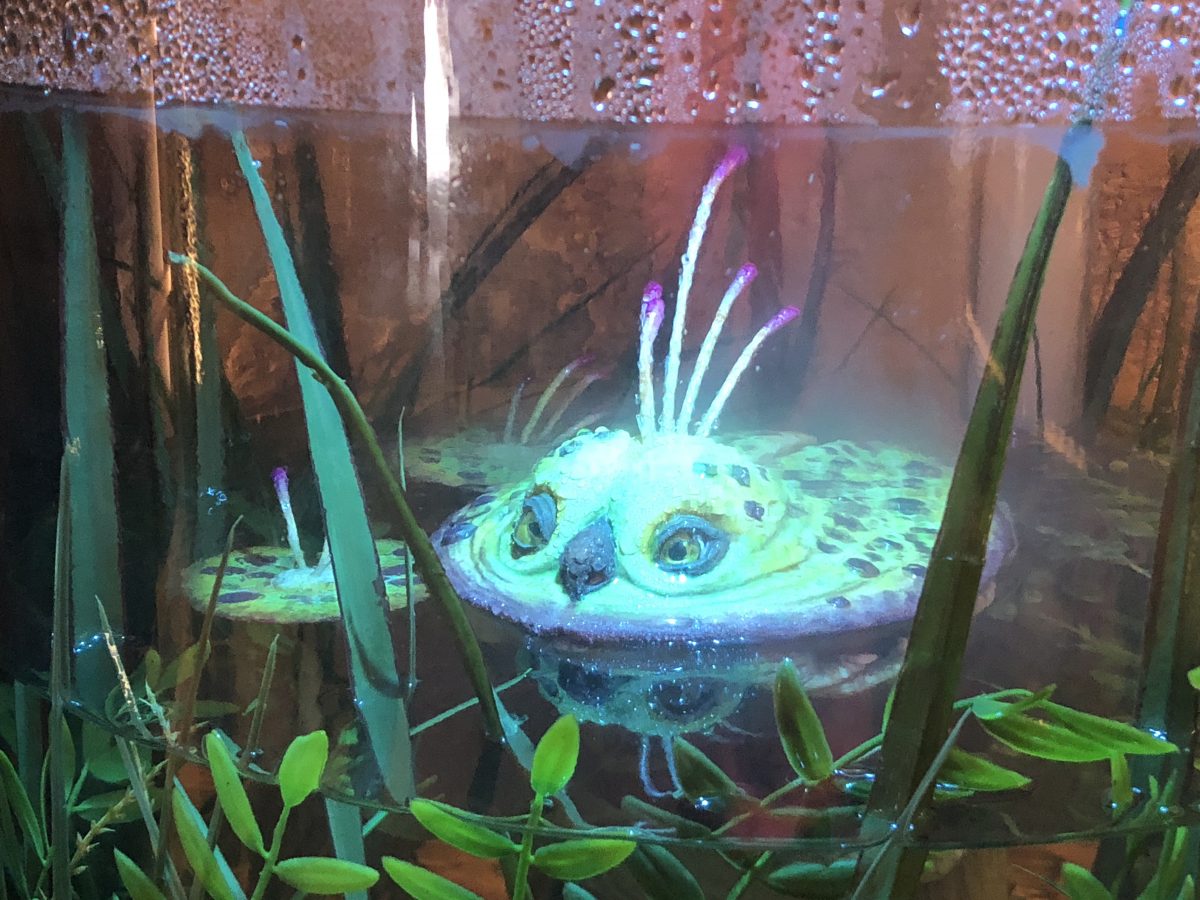 PHOTOS: Creatures of Galaxy’s Edge | TouringPlans.com Blog