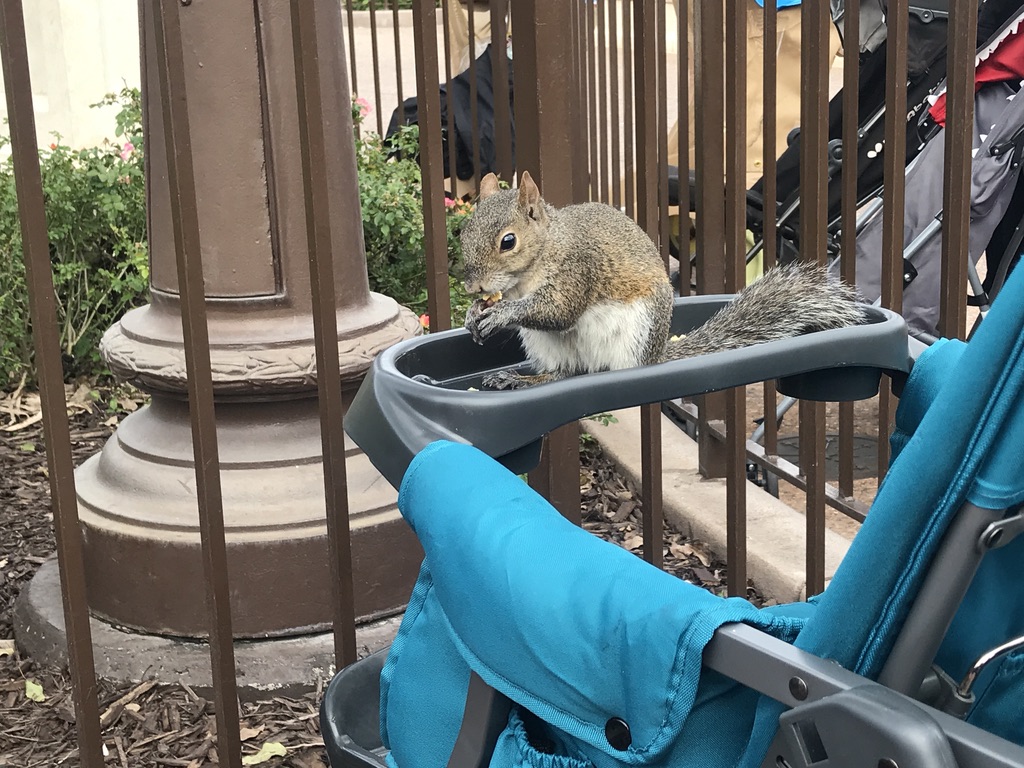 GET TO KNOW: Stroller Parking at Walt Disney World | TouringPlans.com Blog