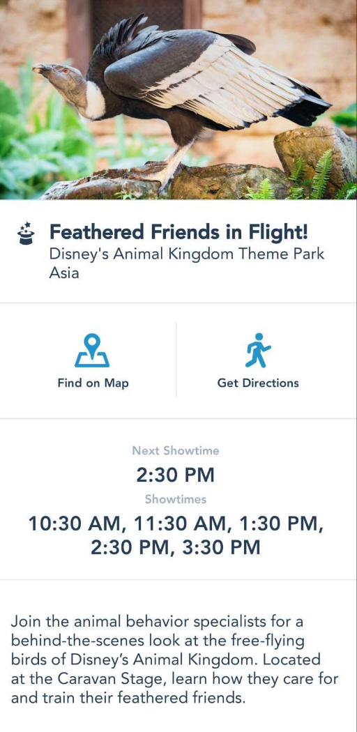 UP Is Away–New Bird Show at Disney’s Animal Kingdom | TouringPlans.com Blog