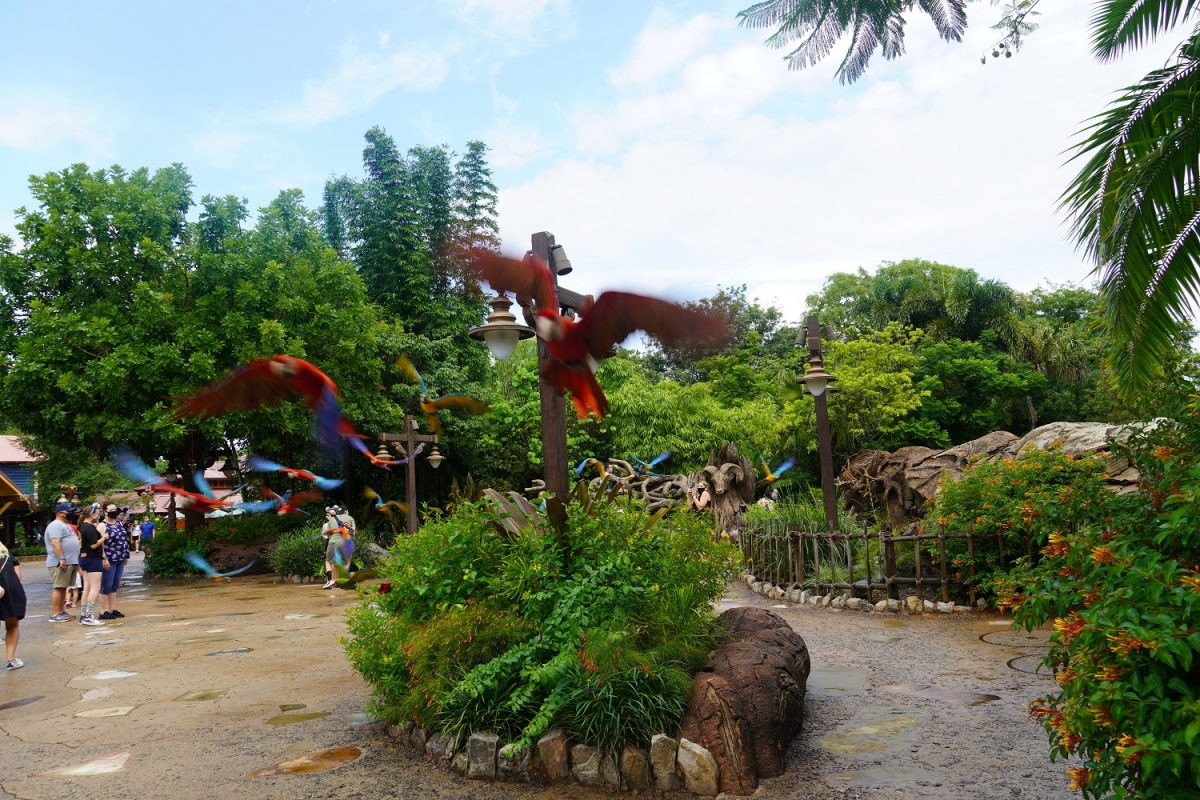 Tips for Watching the Winged Encounters Mini-Show at Animal Kingdom ...