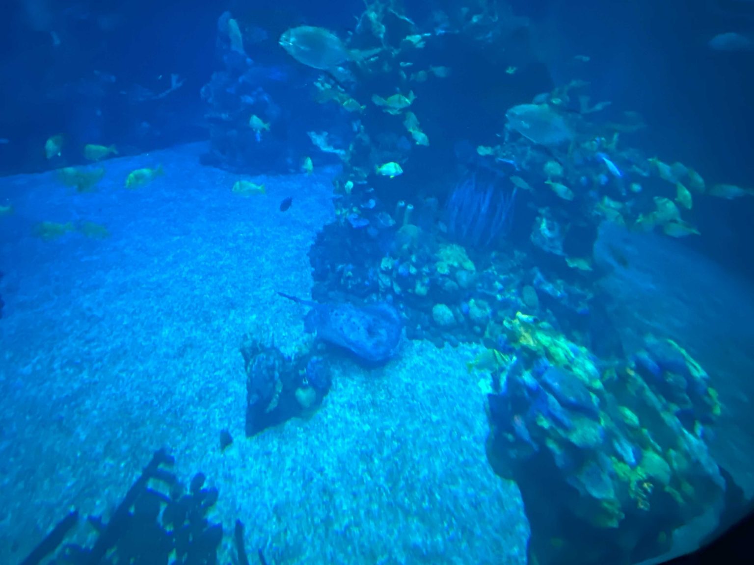 Cuteness Alert – Baby Spotted Eagle Ray ‘Hilo’ Born at EPCOT ...