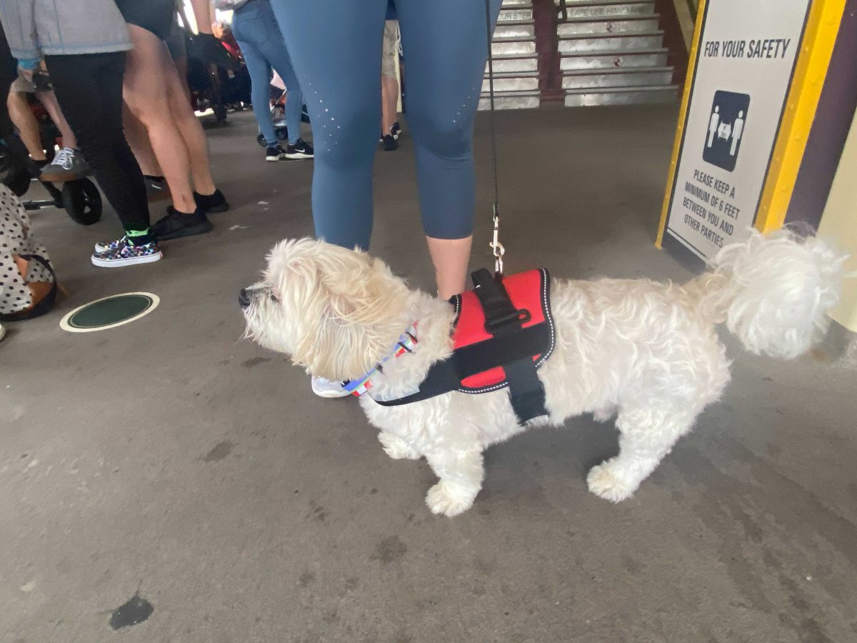 What You Need to Know About Service Animals at Walt Disney World – Part ...