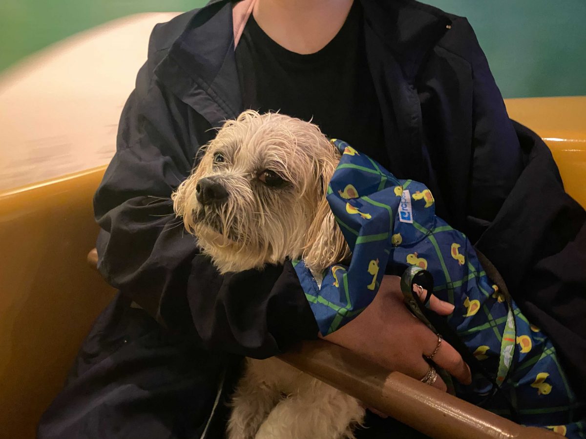 What You Need to Know About Service Animals at Walt Disney World – Part ...