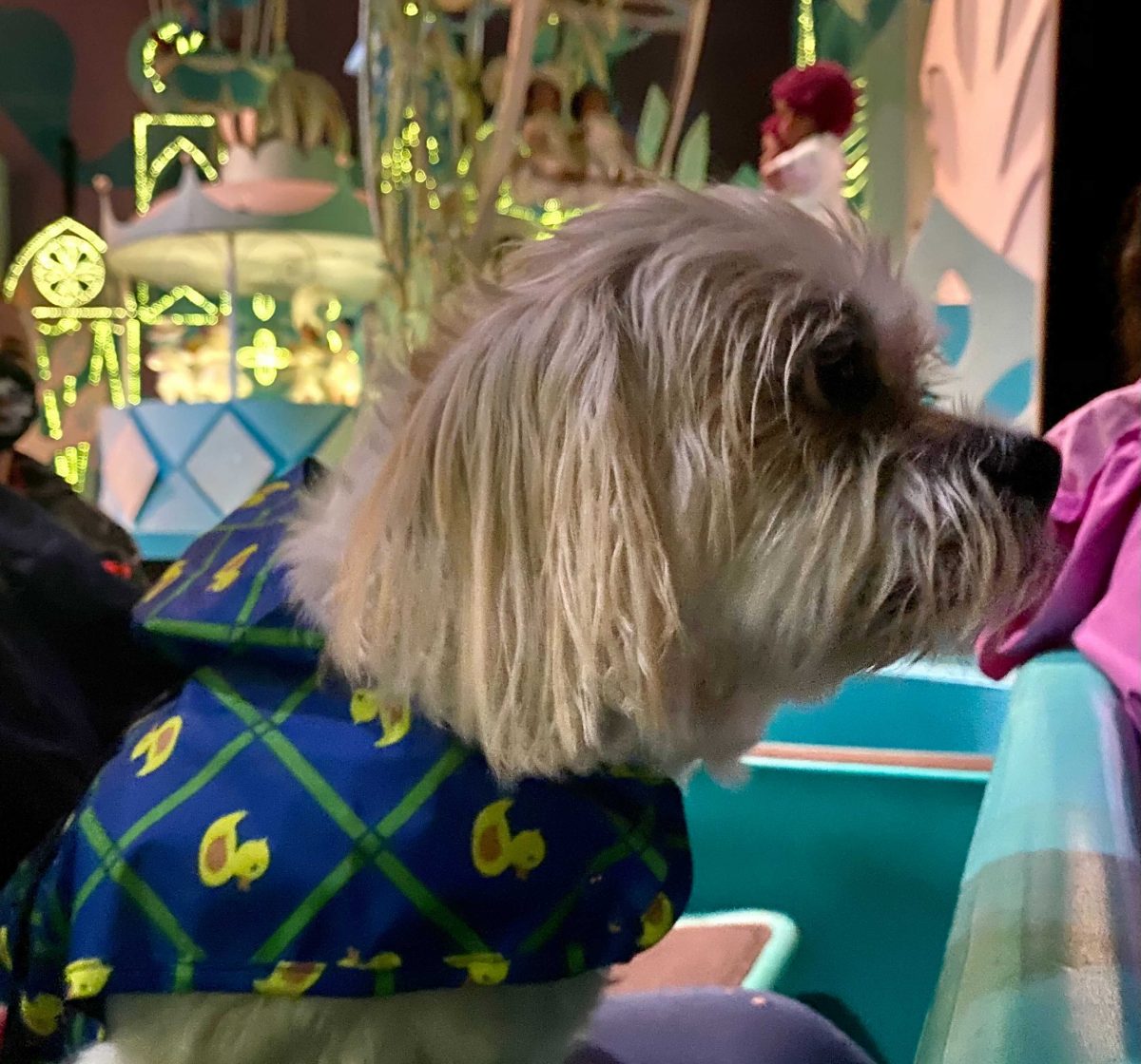 What You Need to Know About Service Animals at Walt Disney World – Part ...