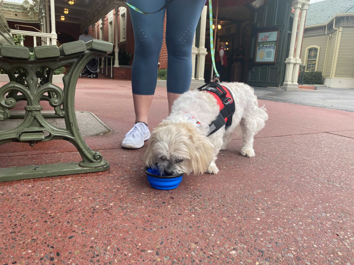What You Need to Know About Service Animals at Walt Disney World – Part ...