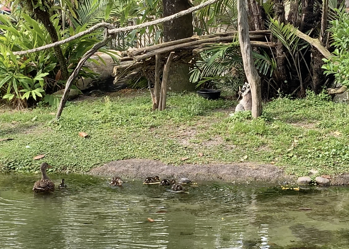 My Favorite Places at Disney World: The Animal Kingdom Discovery Island ...