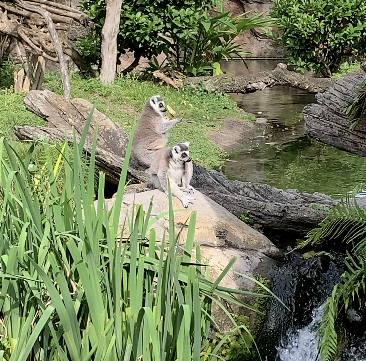 My Favorite Places at Disney World: The Animal Kingdom Discovery Island ...