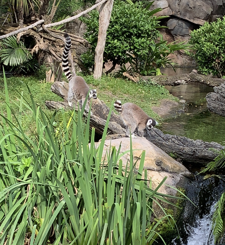 My Favorite Places at Disney World: The Animal Kingdom Discovery Island ...