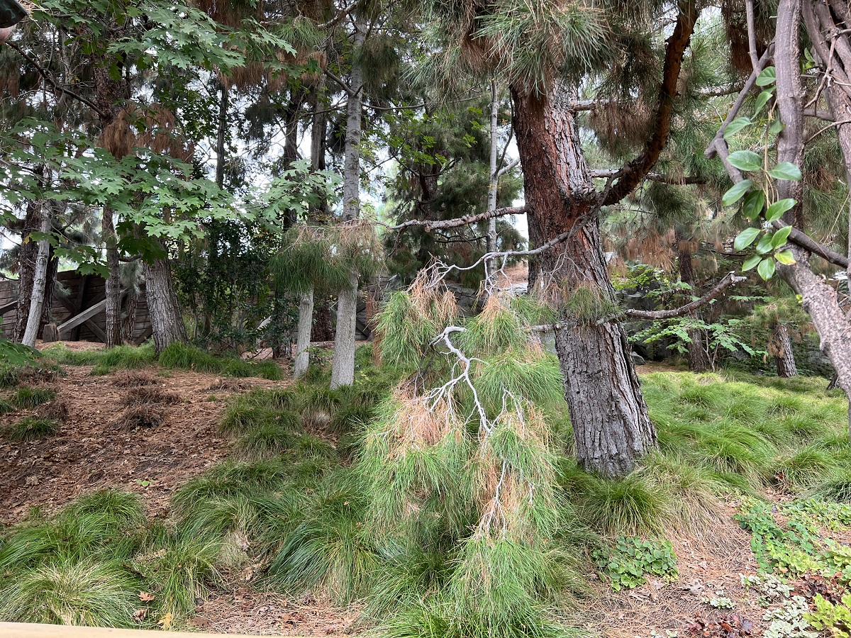 Disney California Adventure Magic Key Terrace Review | TouringPlans.com ...