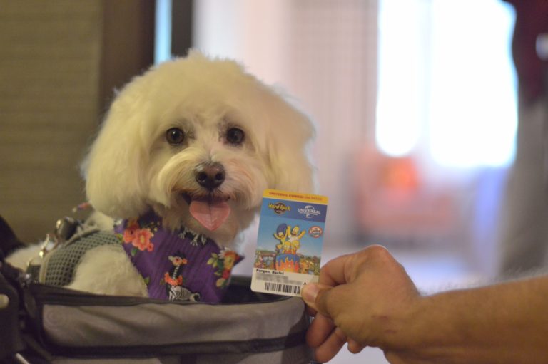 How To Use Hotel Mobile Check-In at a Universal Orlando Resort ...