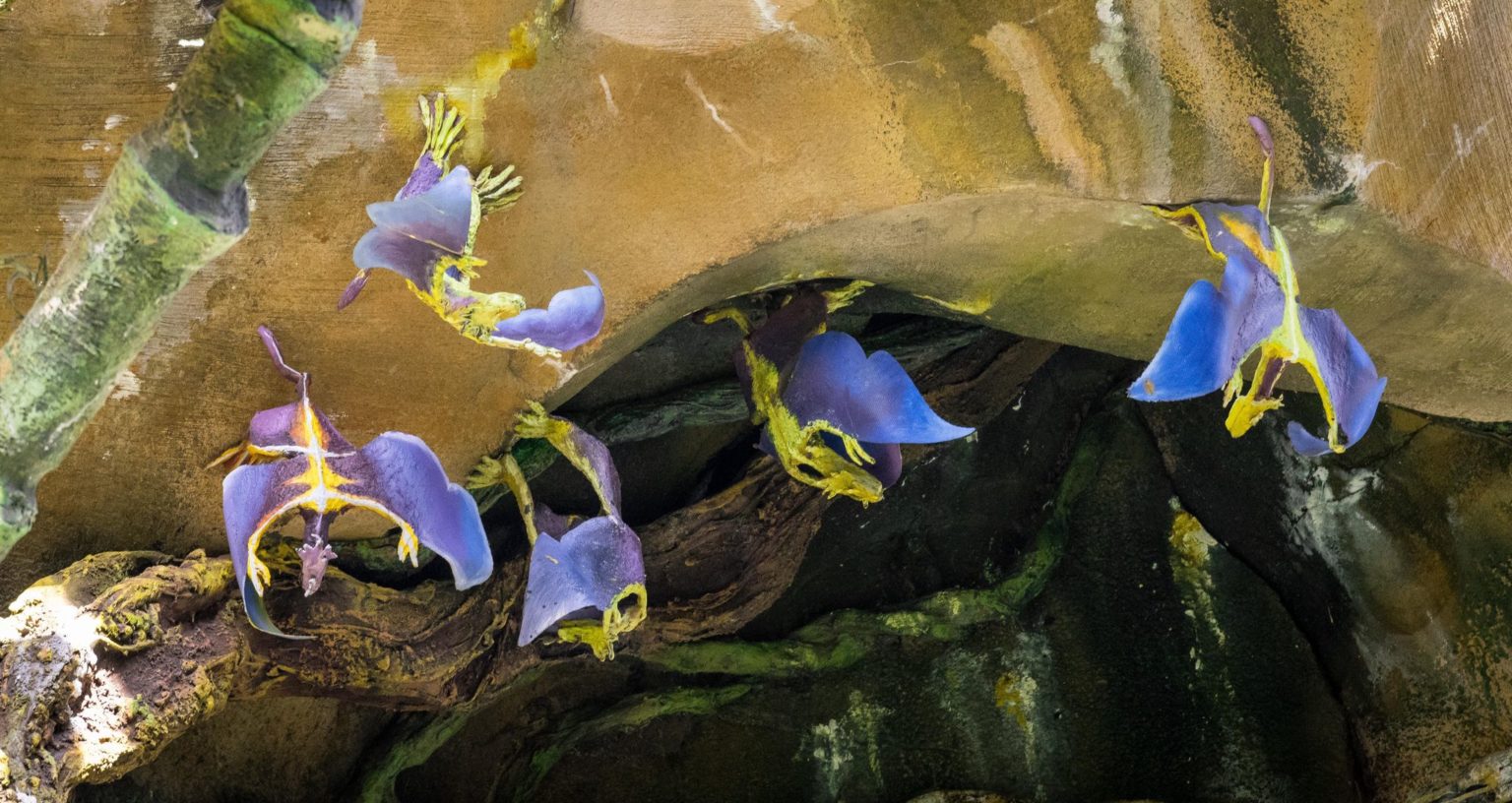 SATURDAY SIX Presents: The Definitive Guide to Pandora the World of ...