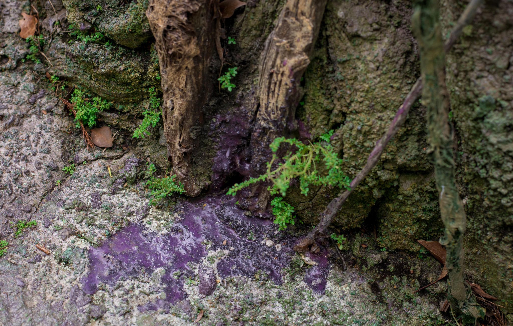 SATURDAY SIX Presents: The Definitive Guide to Pandora the World of ...