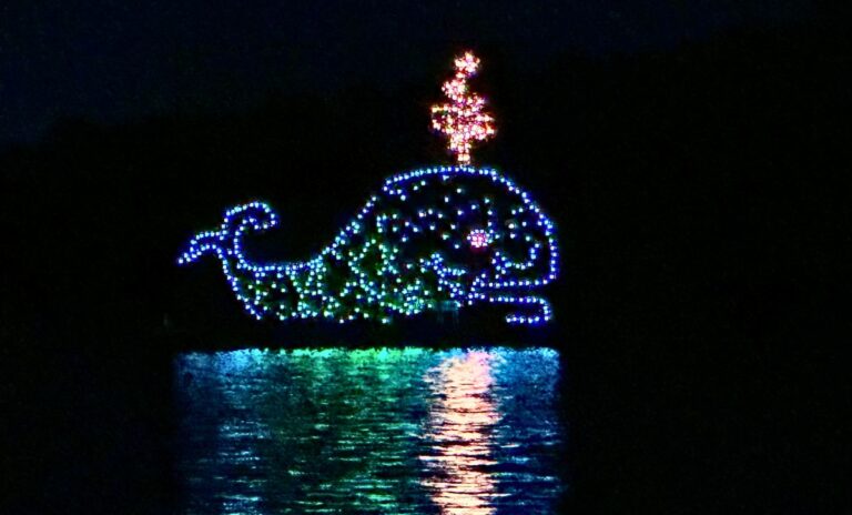Five Things to Know About The Electrical Water Pageant | TouringPlans ...
